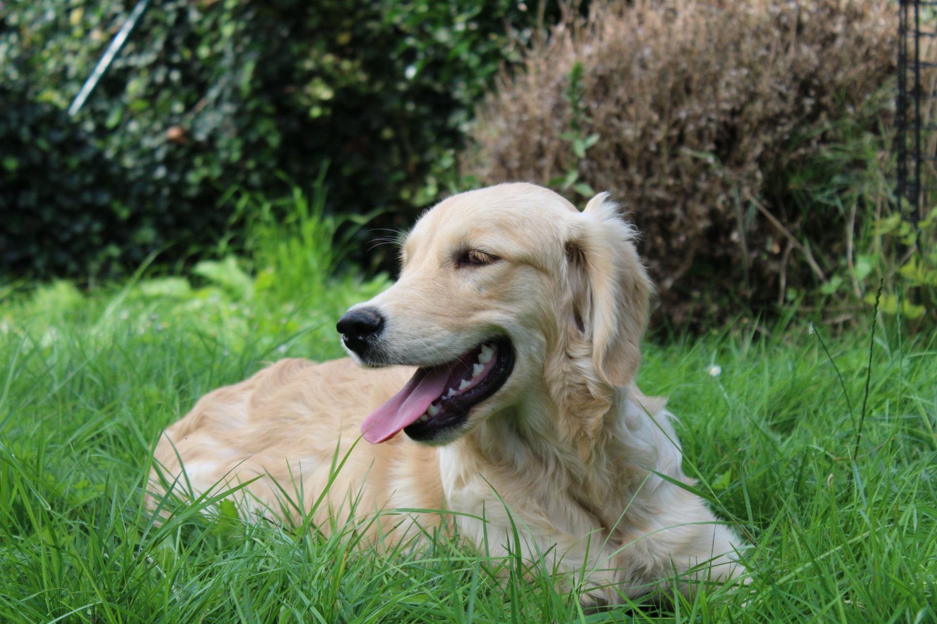 Honden zonder stamboom :: Domus Retrievers